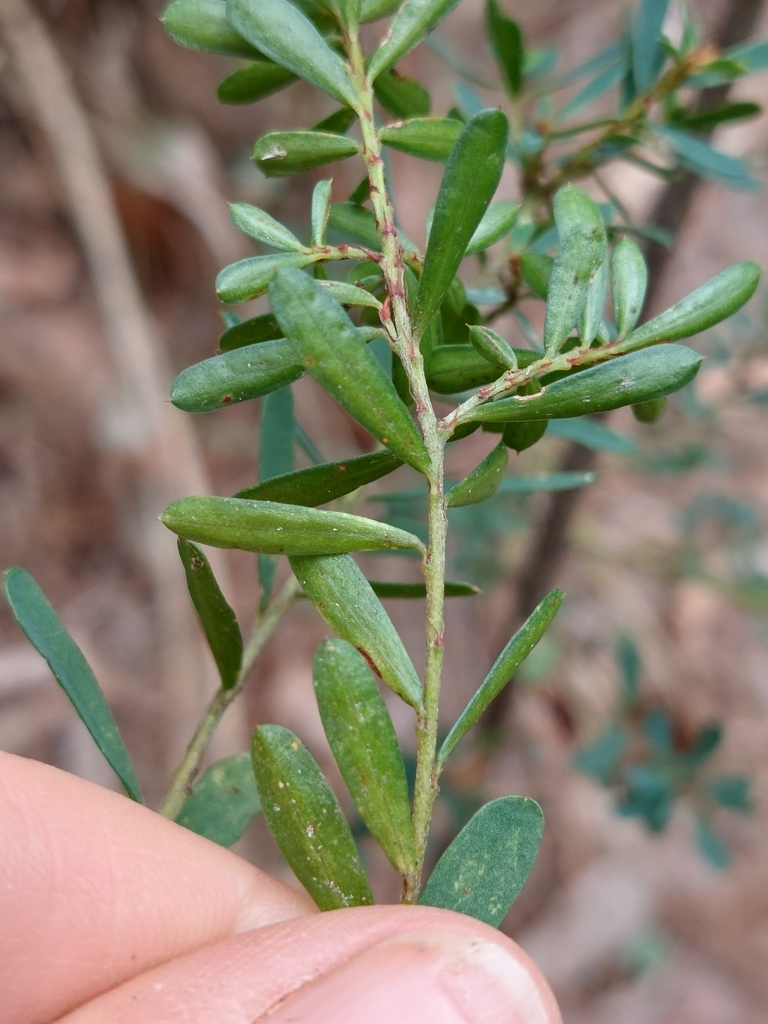 Graceful Bush Pea (Pultenaea flexilis) - Botanical Realm