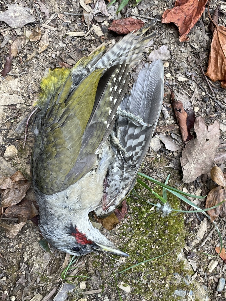 Japanese Green Woodpecker from Nojiri, Shinano, Kamiminochi-Gun, Nagano ...