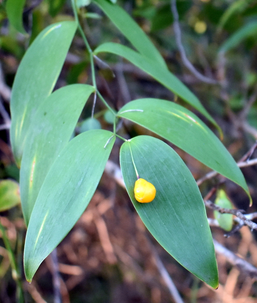 Wombat Berry from Sydney NSW, Australia on August 10, 2023 at 05:20 PM ...