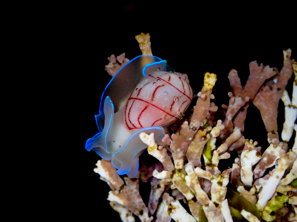 Red Lined Bubble Snail From Bateau Bay Beach Nsw Australia On August