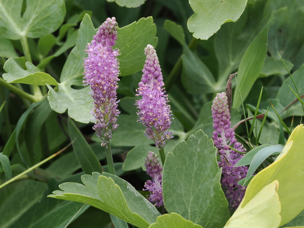 Japanese jacinth in August 2023 by Li-peng Hsu · iNaturalist