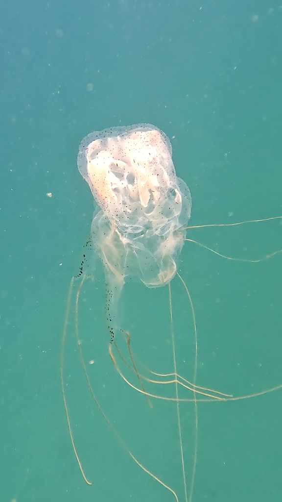 Chiropsalmus alipes from Cabo Corrientes, Jal., México on August 12 ...