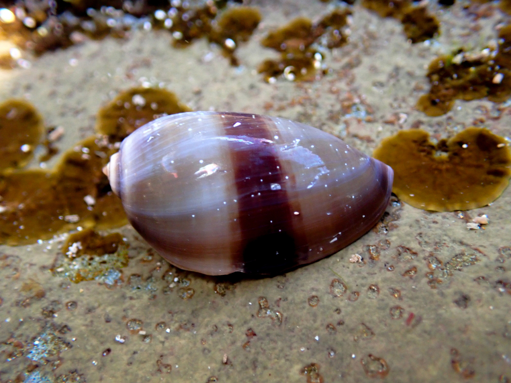 Snakehead Cowrie from Bateau Bay Beach, NSW, Australia on August 12 ...