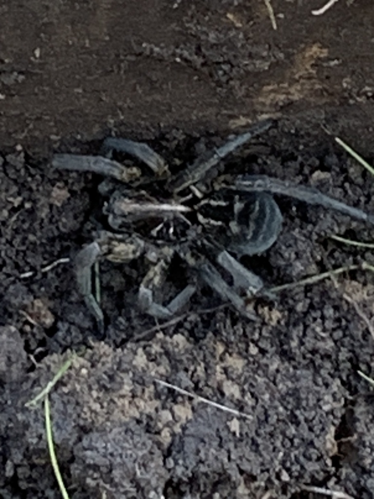 Union-Jack Wolf Spiders from Clunes-Creswick Rd, Creswick, VIC, AU on ...