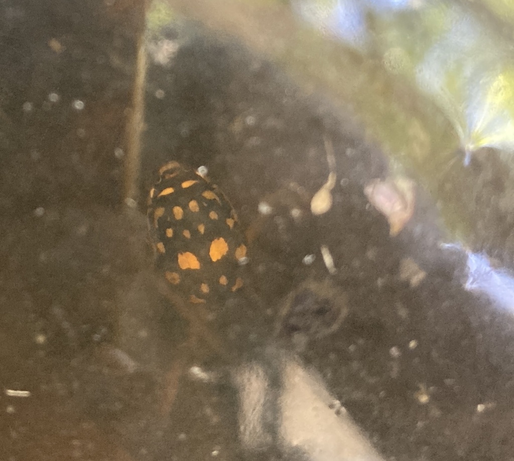 Sunburst Diving Beetle from Coronado National Forest, Tucson, AZ, US on ...