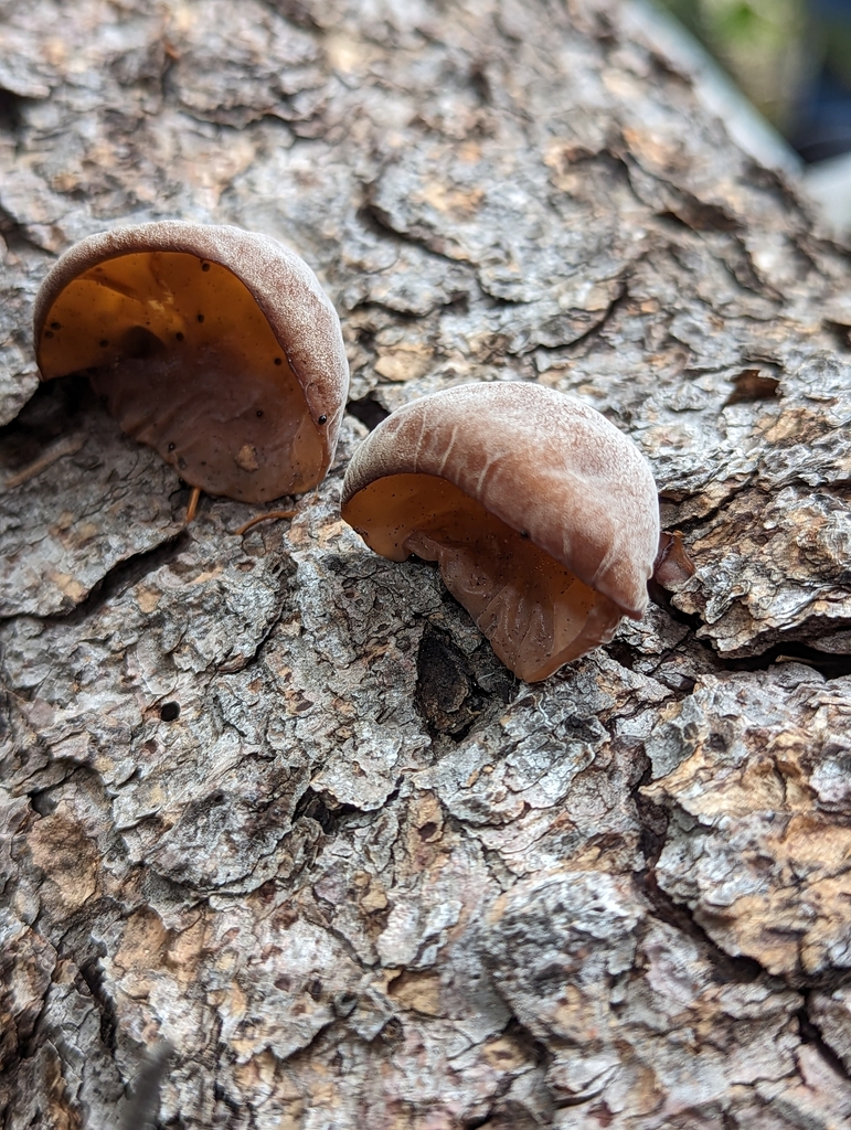 Jelly Tree Ear from Apache County, US-AZ, US on August 12, 2023 at 09: ...