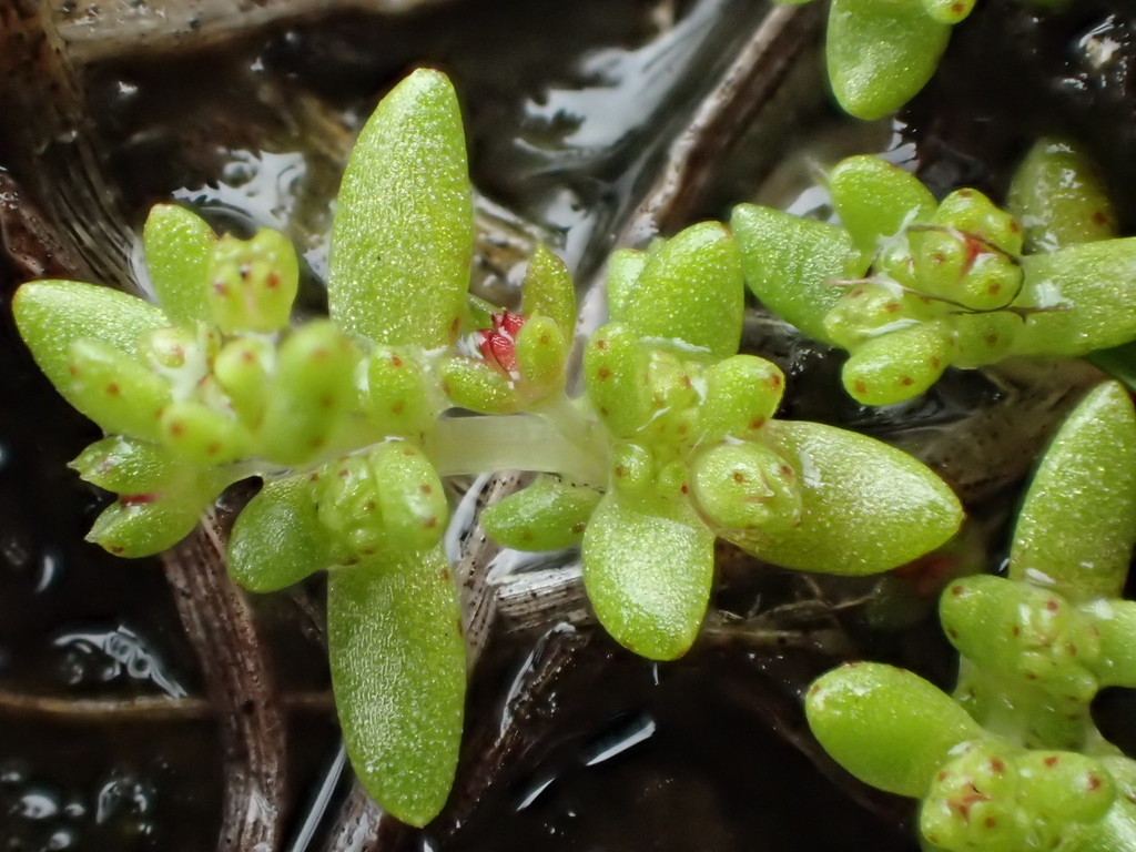 Aquatic pygmyweed from Orange, California, United States on February 3 ...