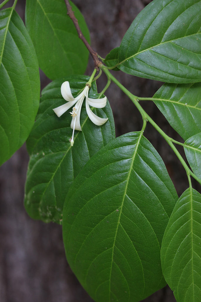 Turraea pubescens from Punsand Bay, campground, Cape York QLD on ...