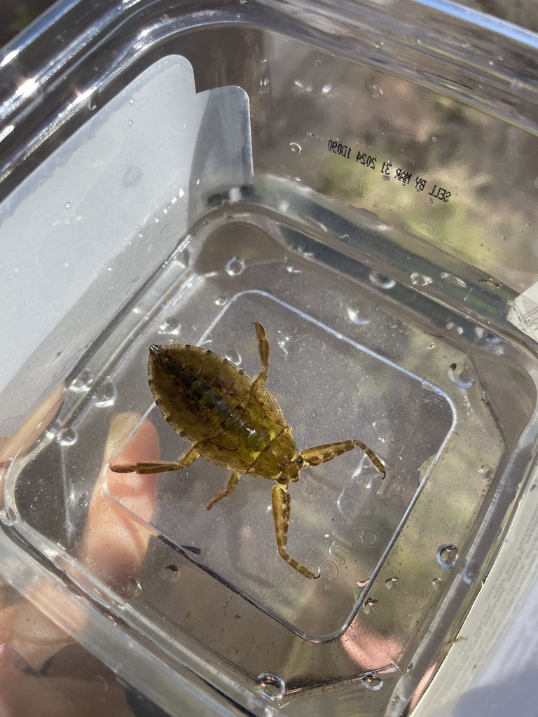 American Giant Water Bug from Robinson Lake, Foster, OR, US on August ...