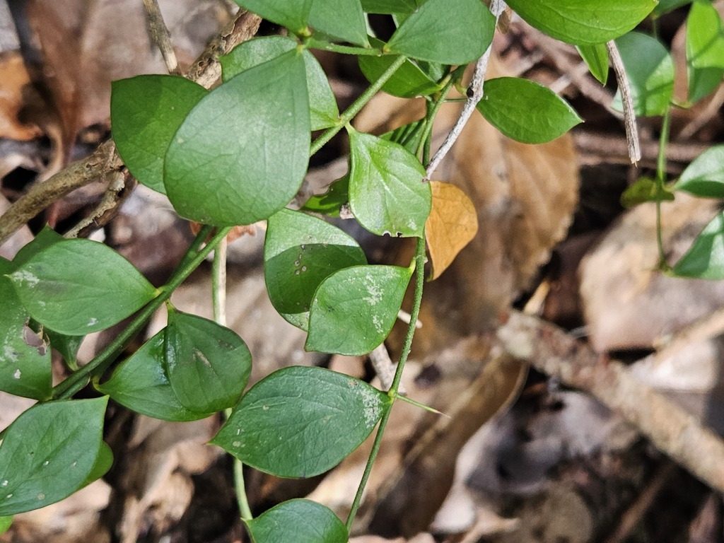 conkerberry from Pomona QLD 4568, Australia on August 2, 2023 at 10:52 ...