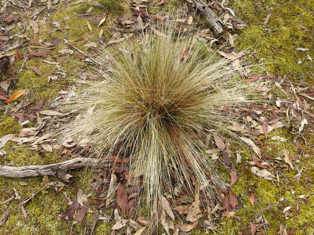 grasses from Eynesbury VIC 3338, Australia on August 13, 2023 at 12:14 ...