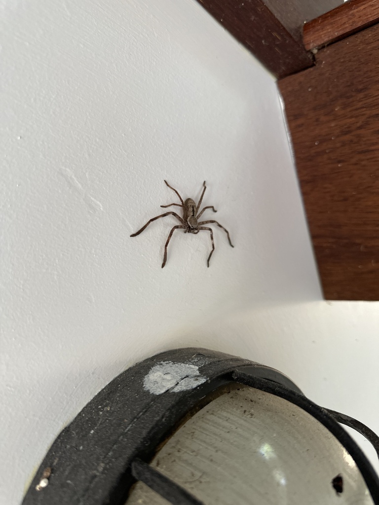 Grey Huntsman Spider from North Stradbroke Island, Point Lookout, QLD ...