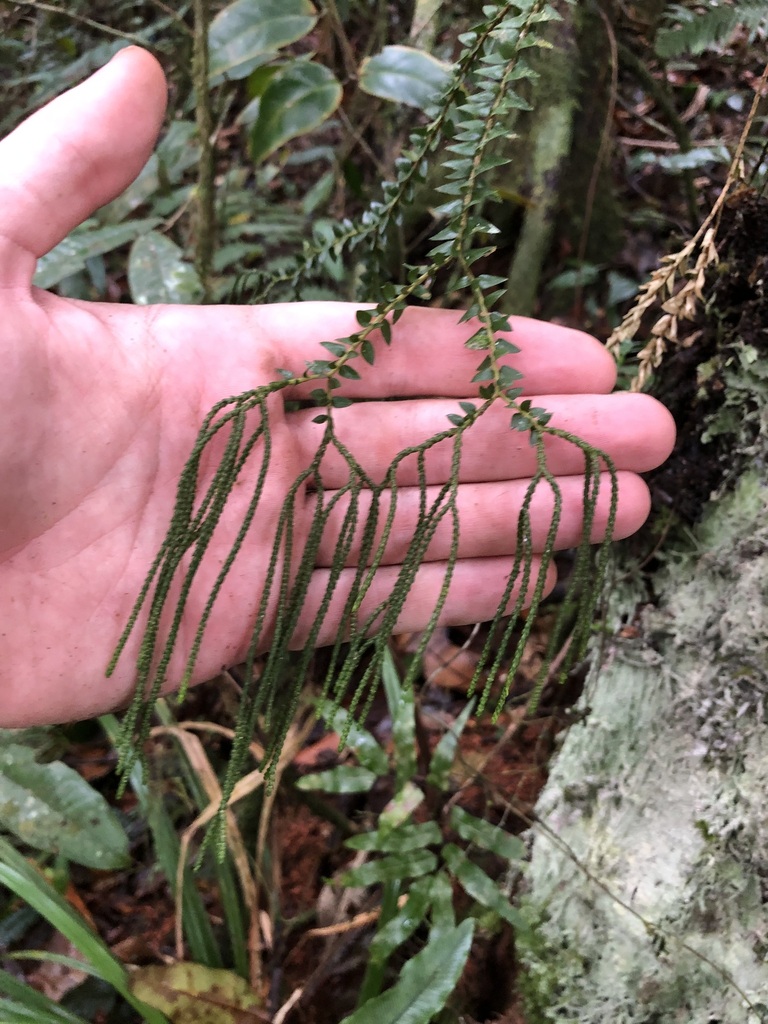 Coarse Tassel Fern from Namosi, Fiji on August 4, 2023 at 09:09 AM by J ...