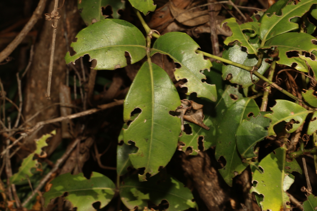 Native Grape from Tamborine Mountain QLD 4272, Australia on August 13 ...