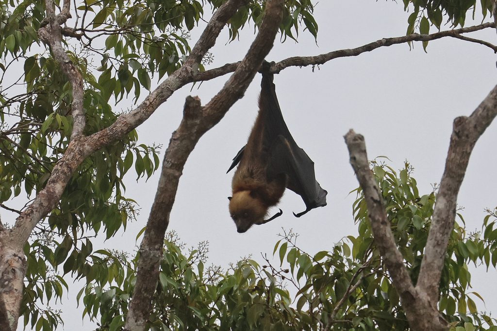 Samoa Flying-fox in August 2023 by Charley Hesse · iNaturalist