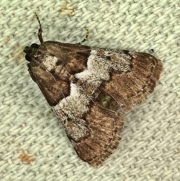 Zeller's Macalla Moth from Scotts Bluff County, NE, USA on August 11 ...