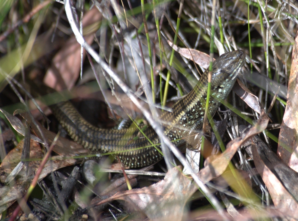 Eastern Mourning Skink in August 2023 by natalie_betts · iNaturalist