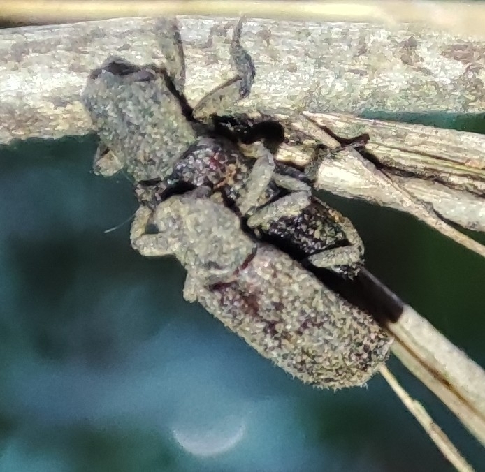 Stenochinus from Petronas, Pinggiran Taman Tun Dr Ismail, 60000 Kuala ...