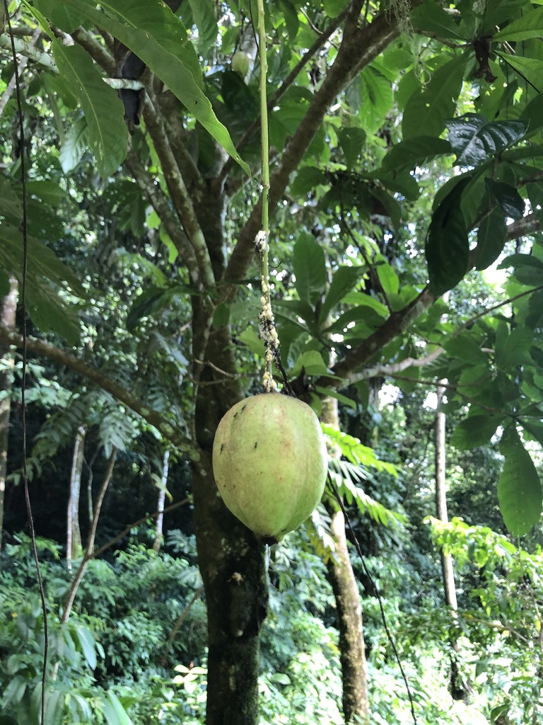 Barringtonia from Tuamasaga, Samoa on August 8, 2023 at 12:33 PM by J.R ...
