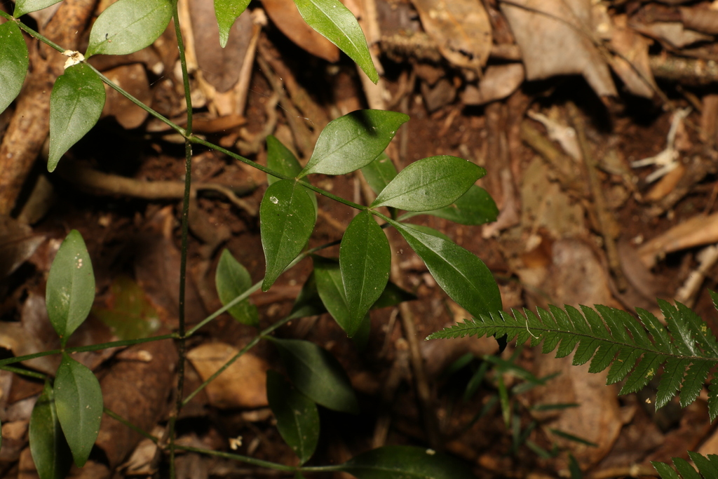 Bower Plant from Tamborine Mountain QLD 4272, Australia on August 13 ...
