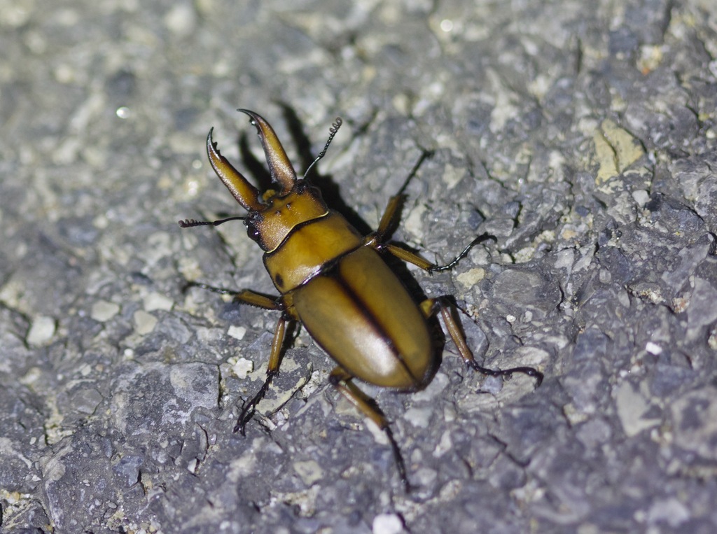 Common Red Stag Beetle from Daxing District, Beijing, China on August ...