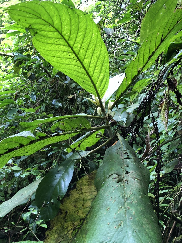 Cyrtandra samoensis from Tuamasaga, Samoa on August 8, 2023 at 04:06 PM ...