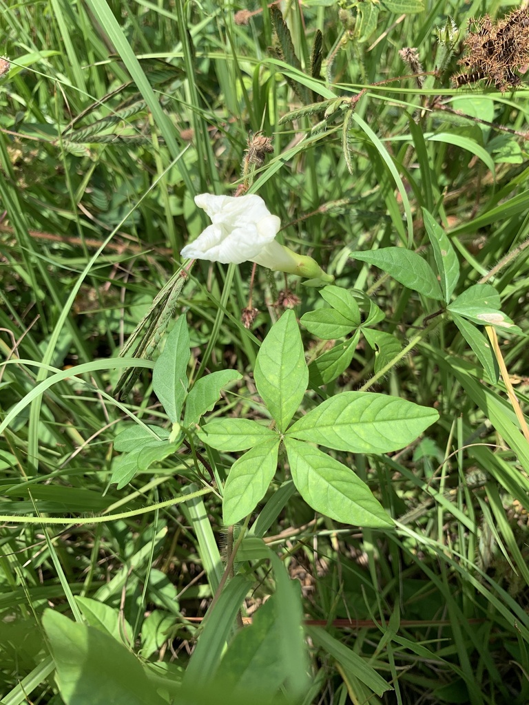 Distimake quinatus in August 2023 by 張智翔 · iNaturalist