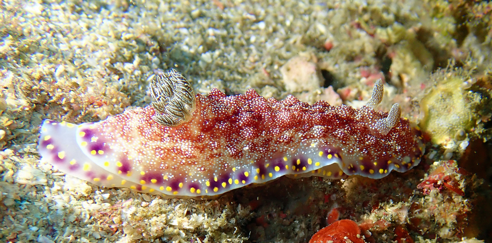 Goniobranchus from Sunshine Coast QLD, Australia on August 11, 2023 at ...