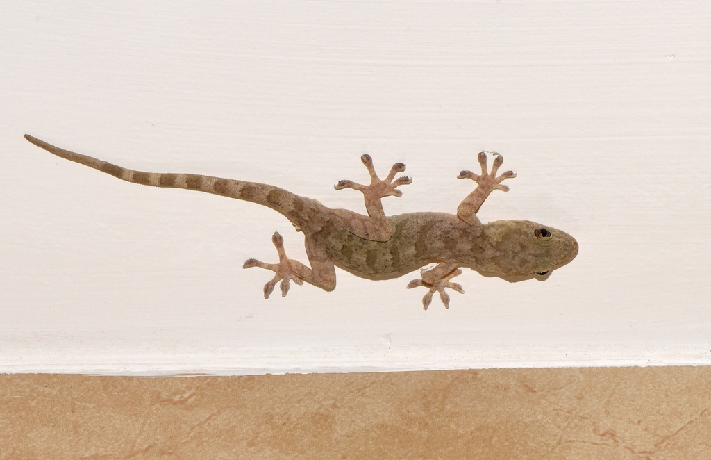 Peking Gecko in June 2023 by Zinogre · iNaturalist