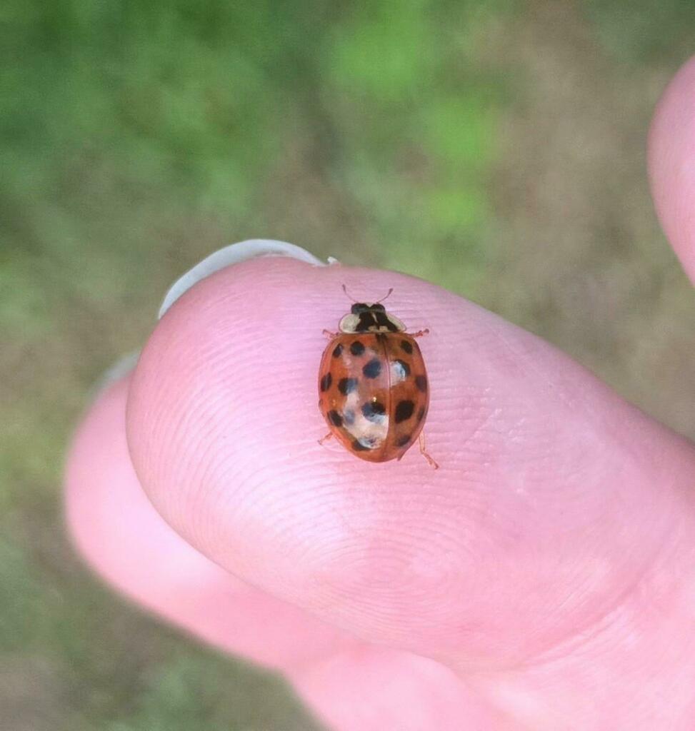 Asian Lady Beetle from Kendall, FL, USA on August 12, 2023 at 04:51 PM ...