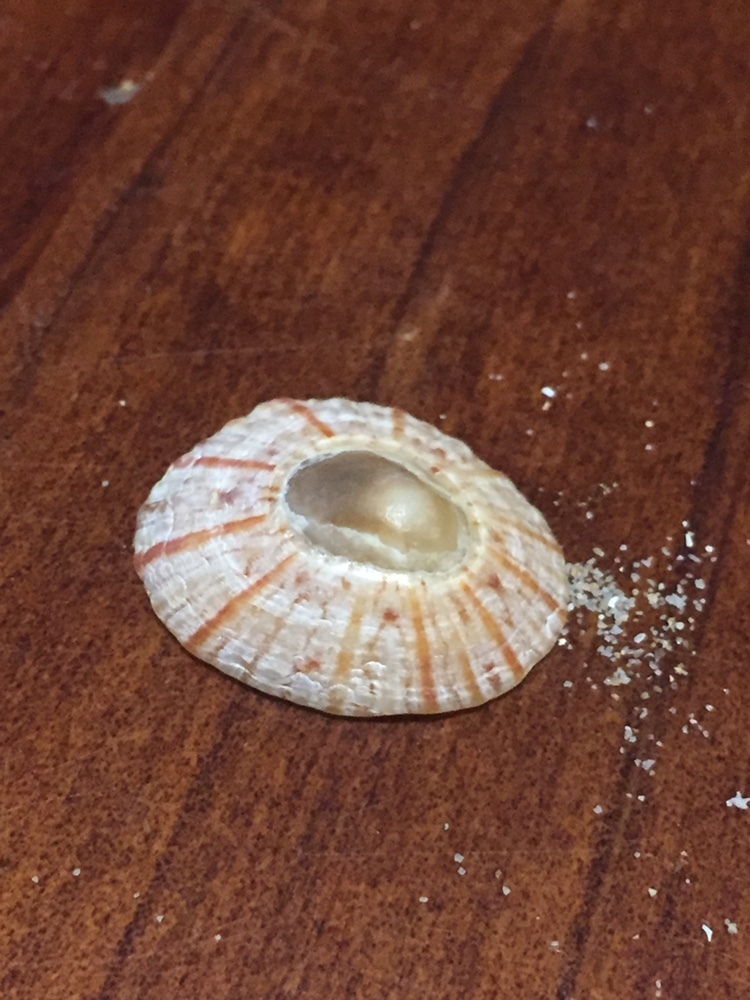 Variegated limpet from Urunga, NSW, AU on August 13, 2023 at 03:24 PM ...