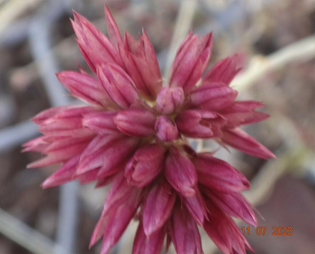 Polycarpaea longiflora from King Leopold Ranges WA 6728, Australia on ...