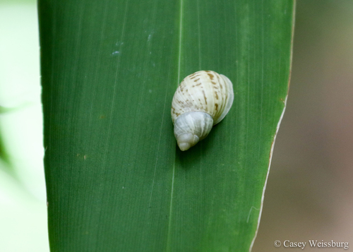 Short Samoan Tree Snail (Samoana abbreviata) · iNaturalist