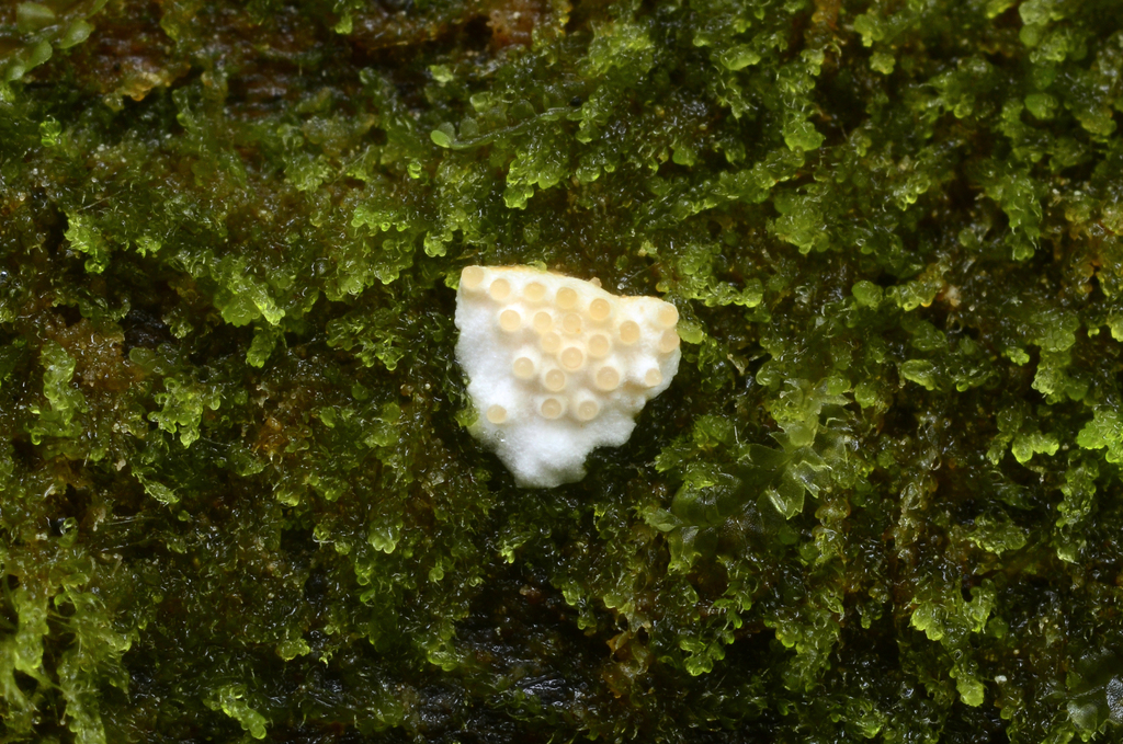 Tolypocladium inflatum from Hamilton County, NY, USA on July 16, 2023 ...