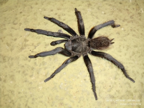 Proshapalopus nondescriptus · NaturaLista Colombia