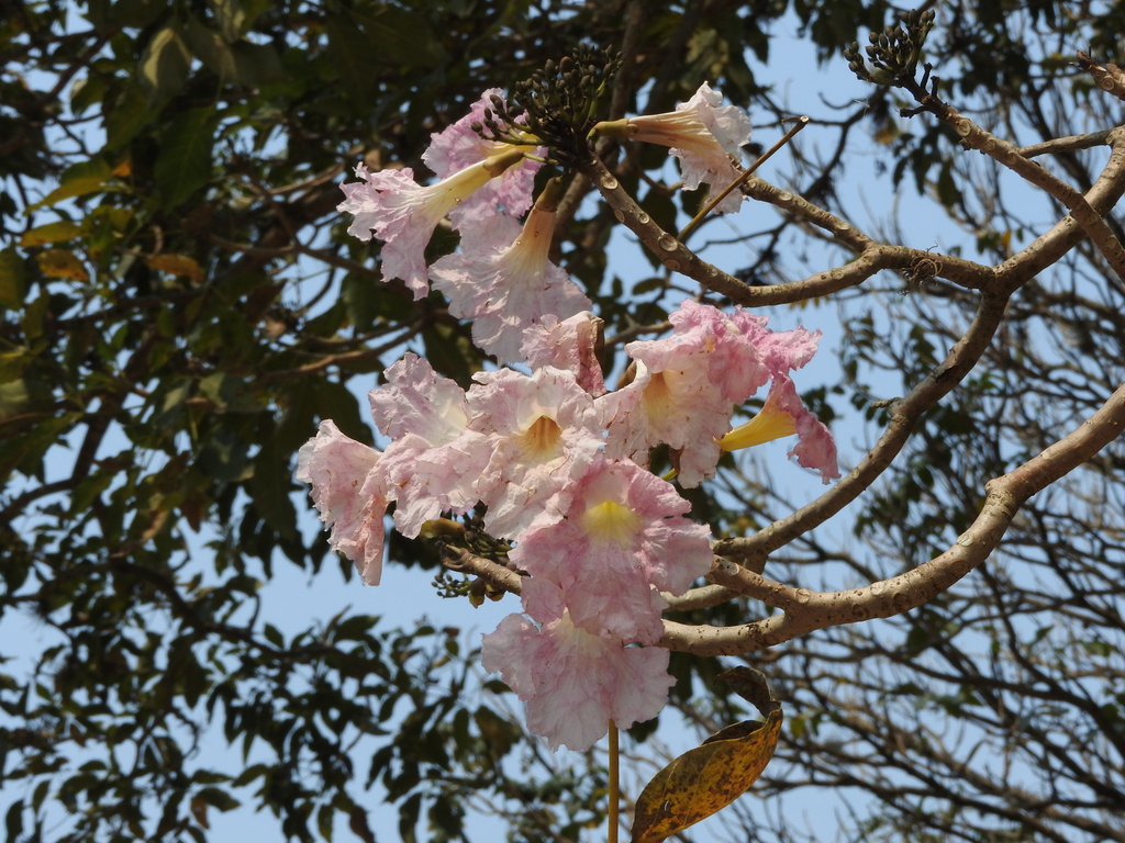 Trumpet trees (Tabebuia) - Botanical Realm