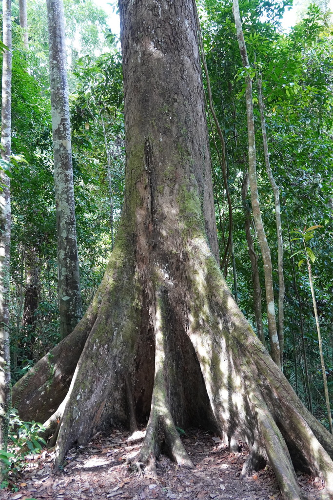 Shorea faguetiana in August 2023 by Pierre-Louis Stenger. 88.32 meters ...