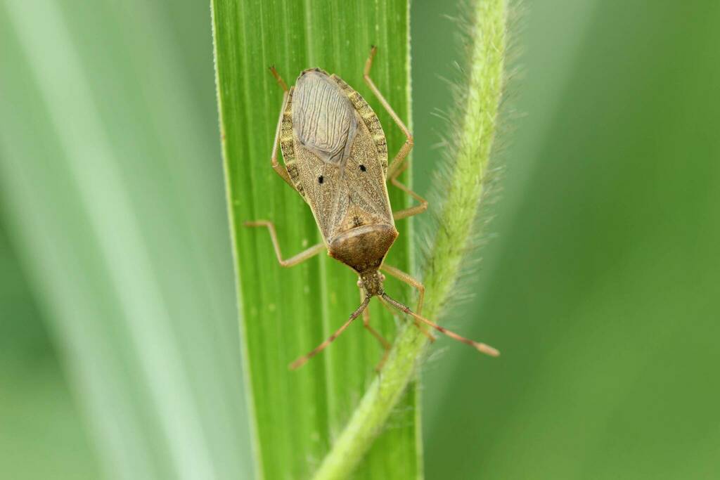 Homoeocerus unipunctatus from 長池公園 on July 22, 2023 at 08:07 AM by 登坂久雄 ...