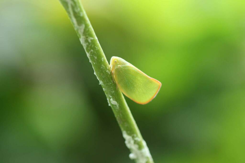 Geisha distinctissima from 長池公園 on July 22, 2023 at 08:27 AM by 登坂久雄 ...