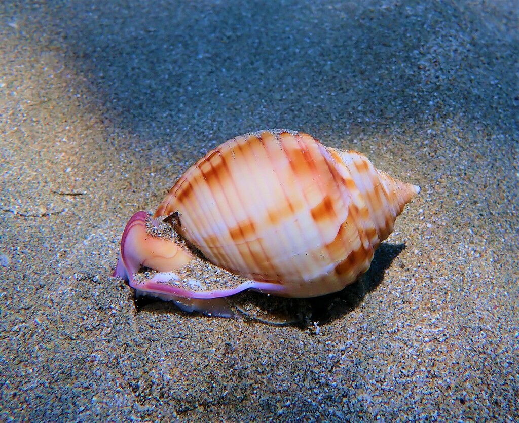 Mediterranean bonnet snail from Akrotiri, Cyprus on June 24, 2023 at 12 ...
