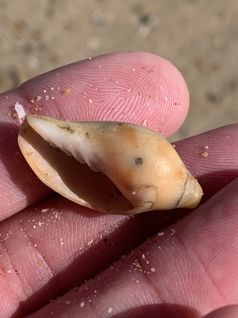 Cymbiola complexa from Tasman Sea, Urunga, NSW, AU on August 13, 2023 ...