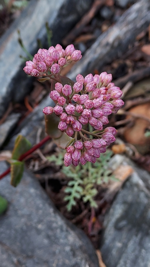 Pink Mongolian Stonecrop from Tacheng, CN-XJ, CN on August 9, 2023 at ...