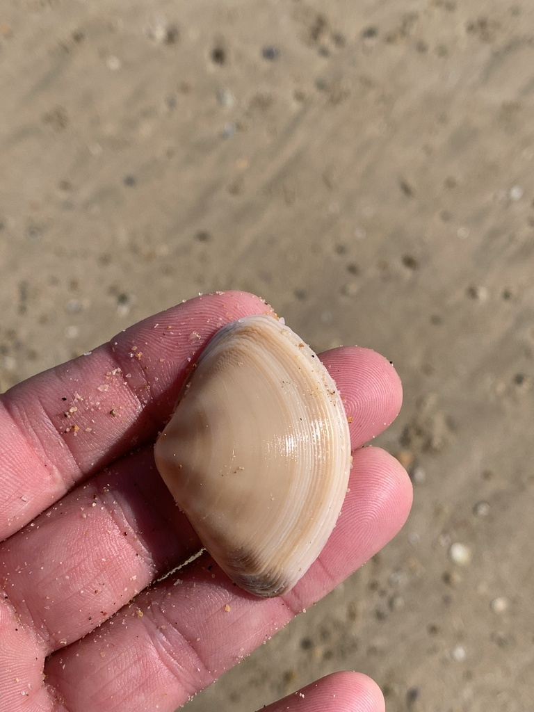Reddish Trough Shell from Tasman Sea, Urunga, NSW, AU on August 13 ...