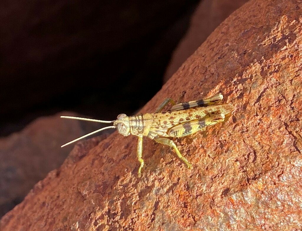 Aretzas from Burrup WA 6714, Australia on August 7, 2023 at 03:26 PM by ...