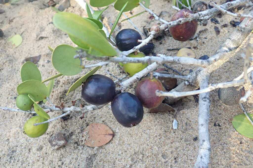 dune myrtle from Zona Braza, Praia de Chizavane, 0020 Chidenguele Xai ...