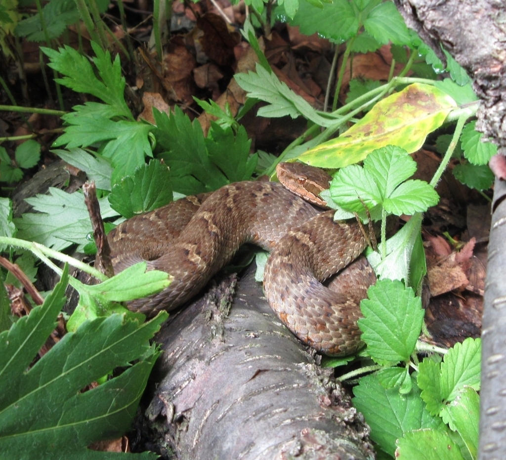 Ussuri Mamushi in August 2023 by Yucheol Shin · iNaturalist