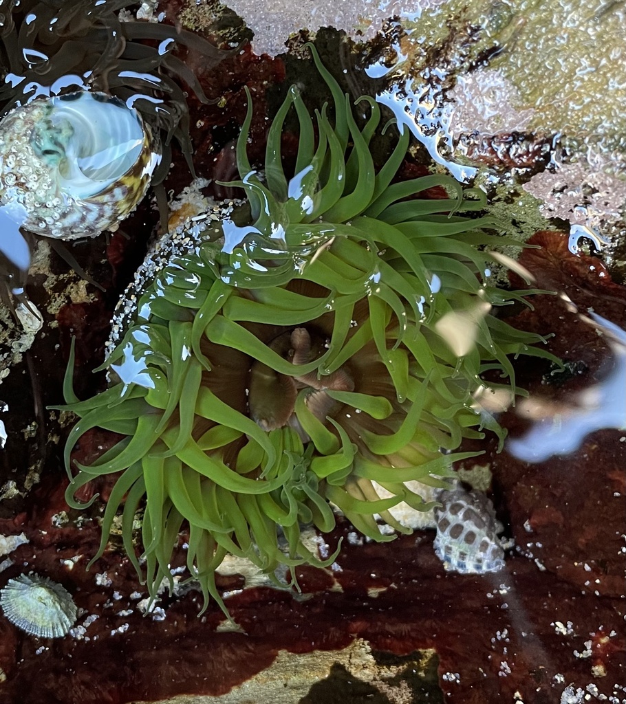 Green snakelock anemone from Eurobodalla National Park, Potato Point ...