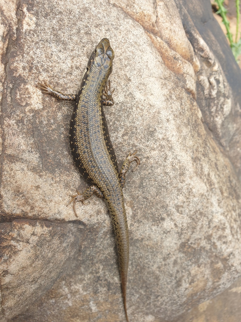 Southern Water Skink from Zumsteins VIC 3401, Australia on November 29 ...