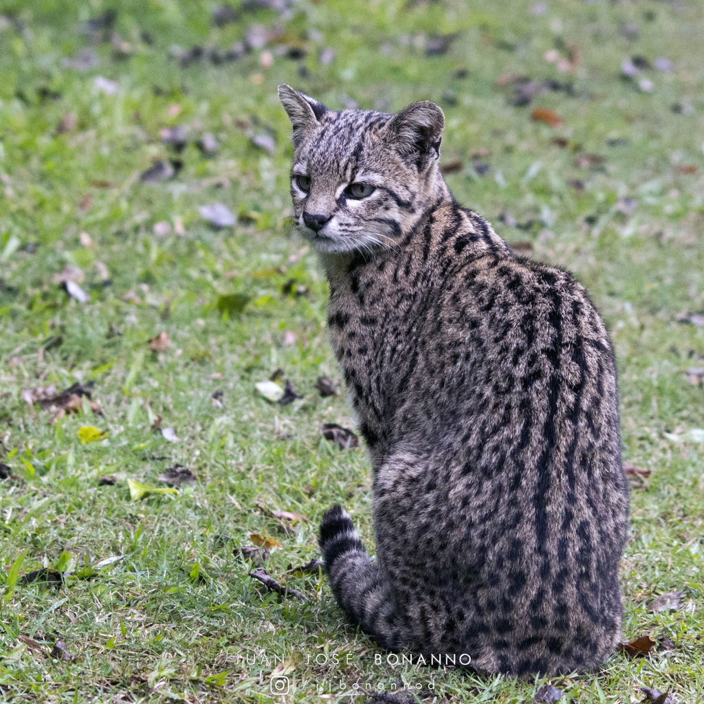 Geoffroy's Cat (Leopardus geoffroyi) - Know Your Mammals
