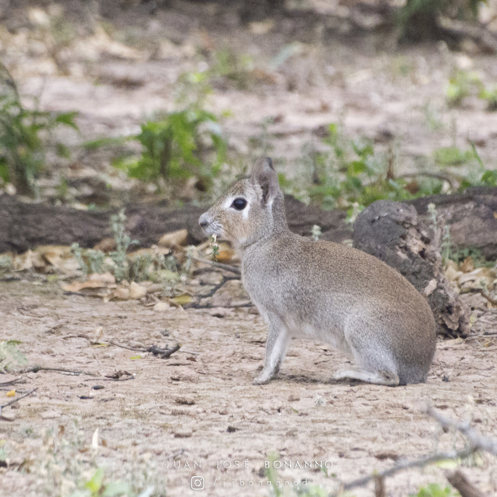 Chacoan Mara (Pediolagus salinicola) - Know Your Mammals